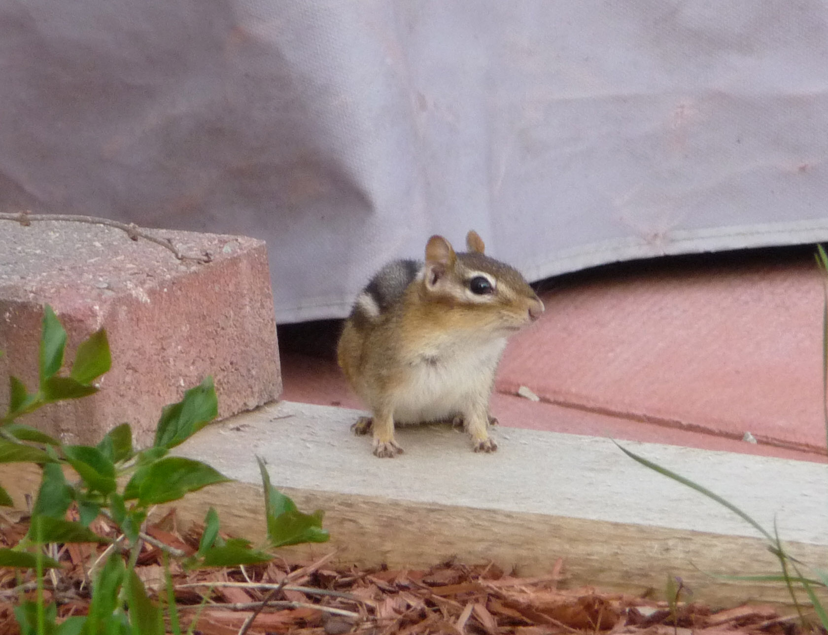 Grandview Lodge Sparrow Lake Muskoka Wildlife - fourDawn AuroraCon